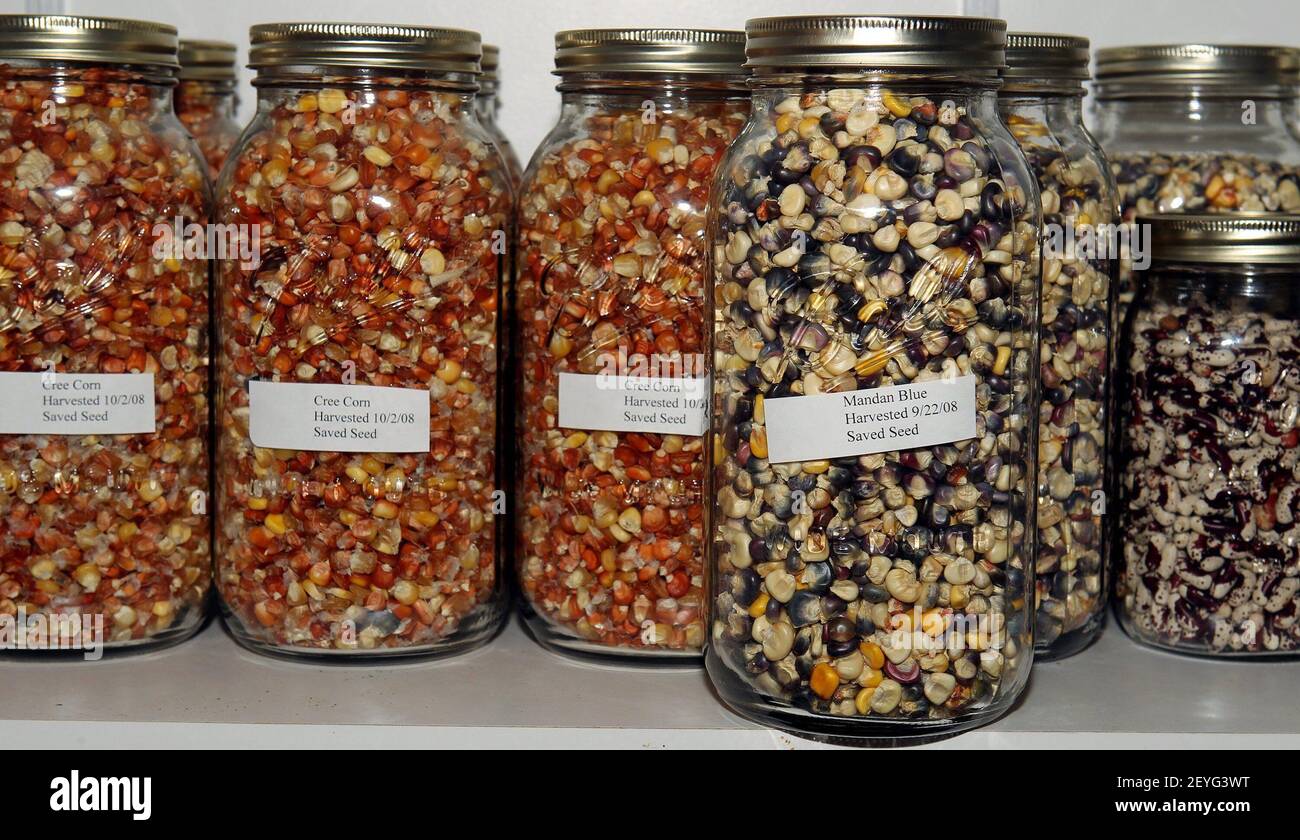 Native seeds of indigenous plants are stored at the Dream of Wild ...
