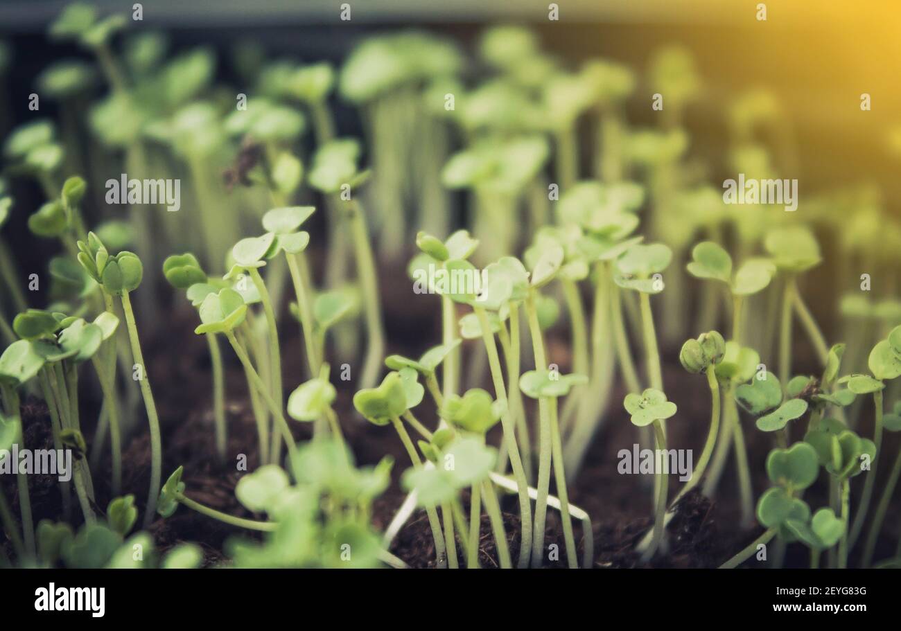 Seeds sprout from the ground. Young seeds are drawn towards the light ...