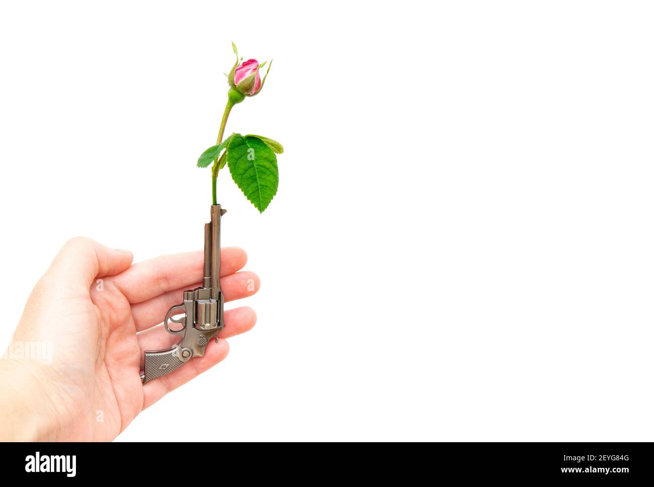 Female hand holding a small gun with a red rose in the barrel against a ...