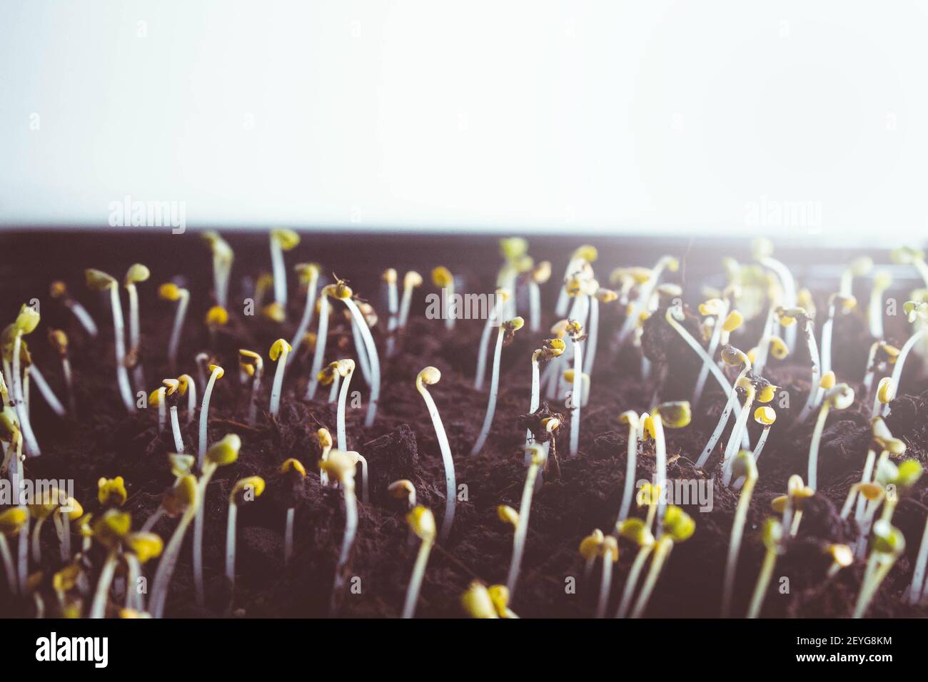 Seeds sprout from the ground. Young seeds are drawn towards the light ...
