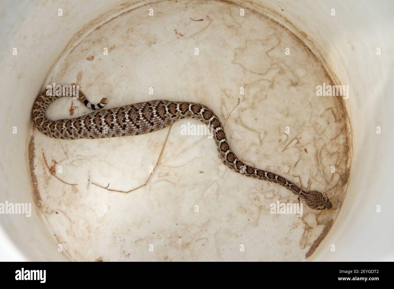 The baby snake's belly swells to accommodate a small mouse. (Photo by ...