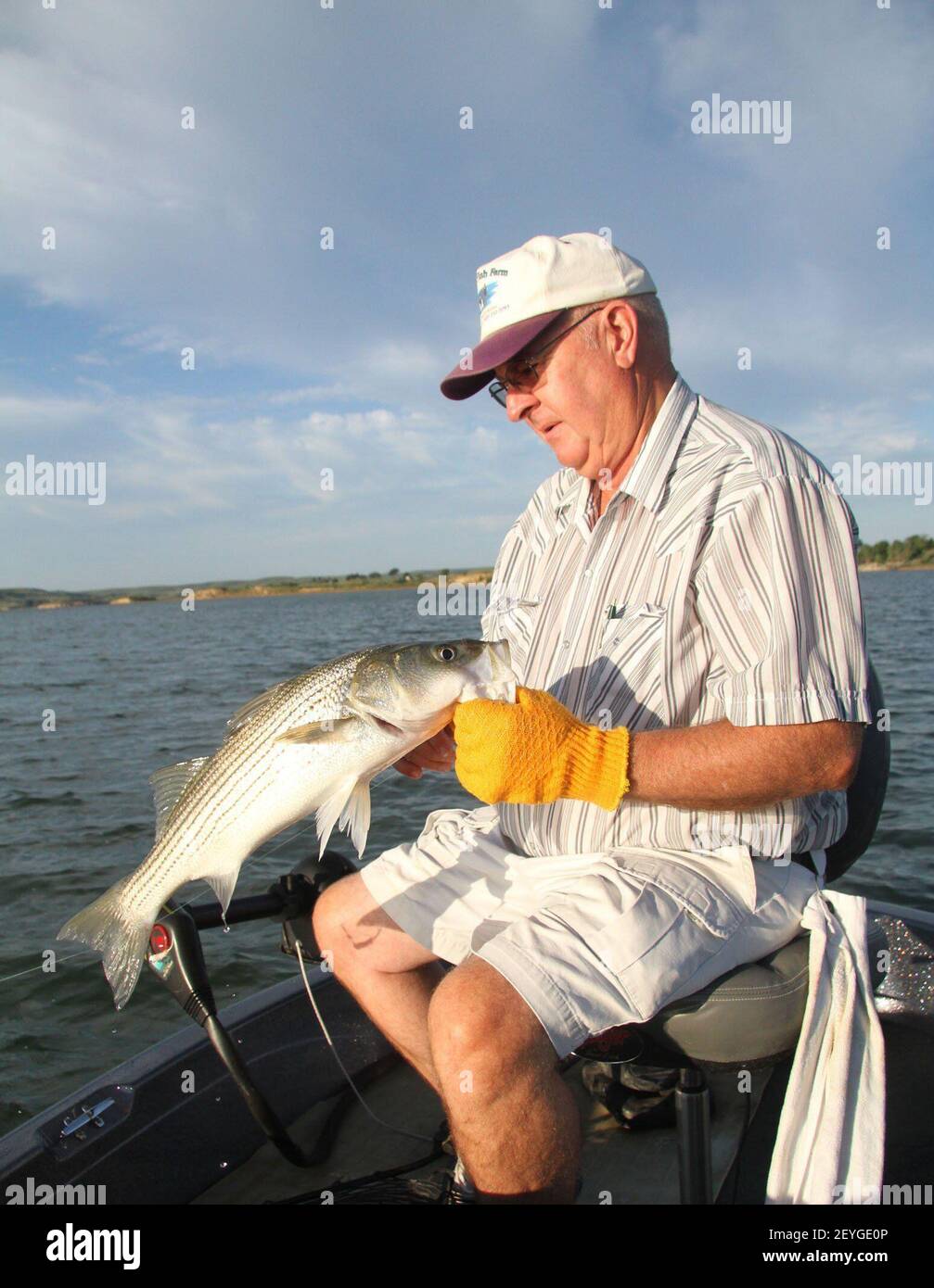 Dale Hines holds a striper, possibly Wilson's best-known species of ...