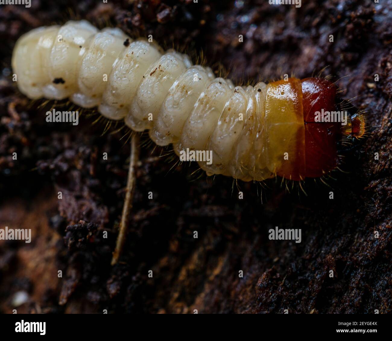 Larvae of a bug hi-res stock photography and images - Alamy
