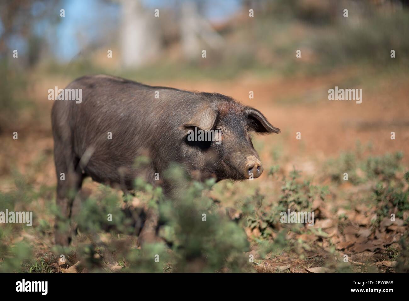 Walking a pig hi-res stock photography and images - Alamy