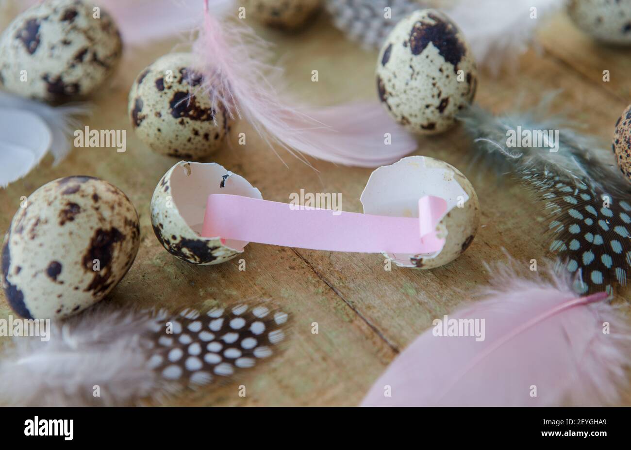 Feathers horizontal hi-res stock photography and images - Alamy