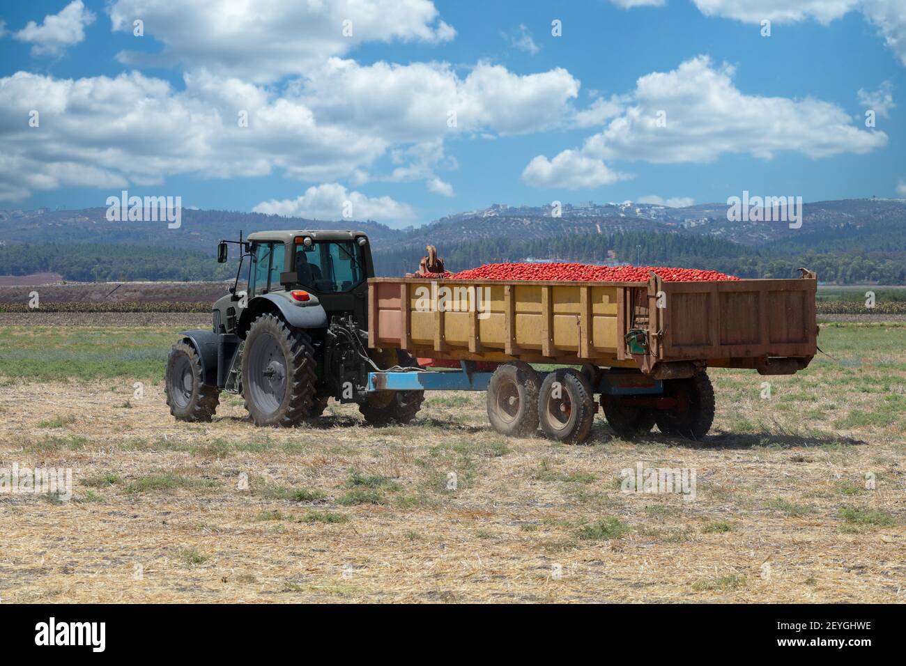 Agriculture field. Tractor with a trailer full of fresh tomatoes in an ...