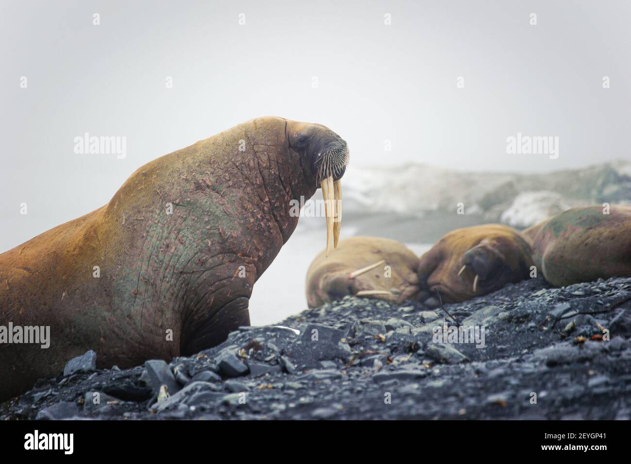 A group of walruses lying on a beach in the Arctic, on Franz Josef land ...