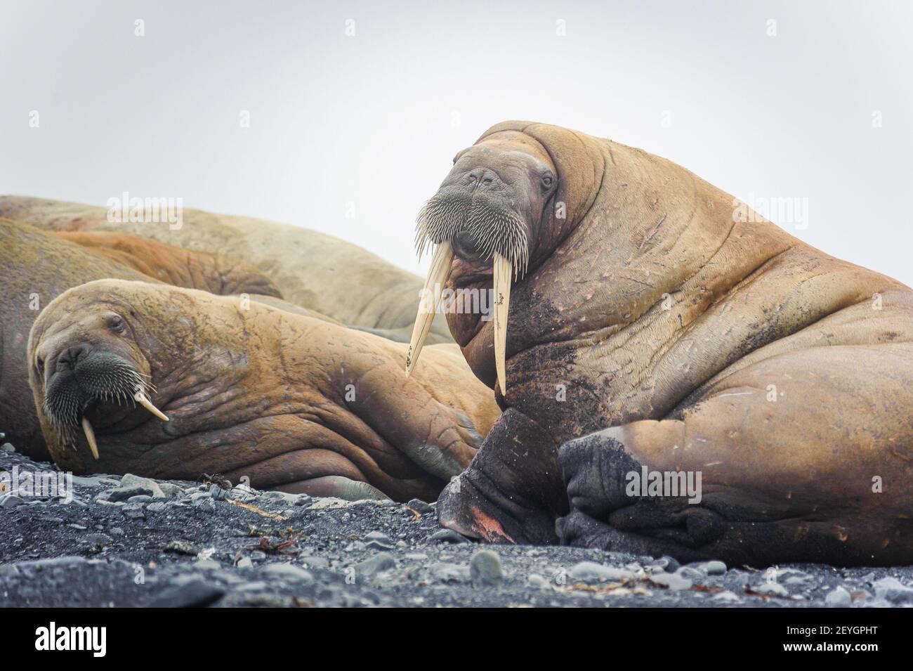 Franz josef land group hi-res stock photography and images - Alamy
