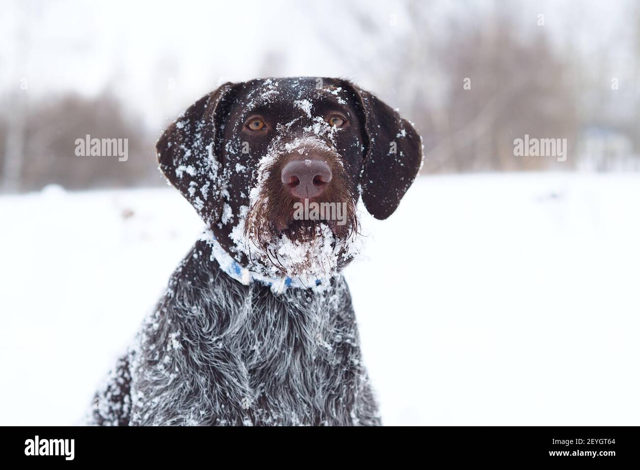 Hunting dog hunting, German wire hair, winter in the field Stock Photo ...