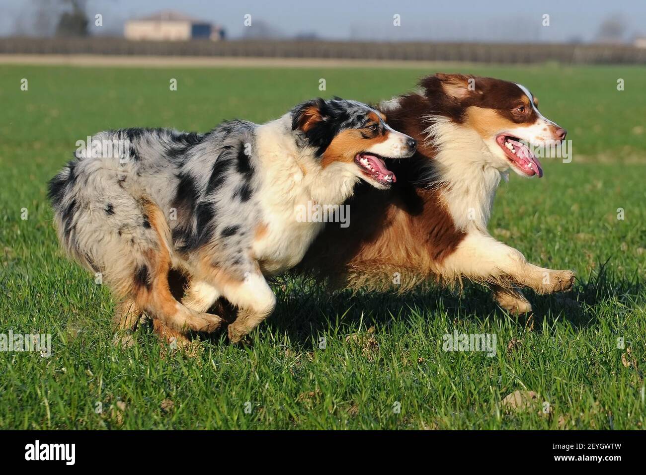 A selective focus shot of cute Australian Shepherd purebred dogs ...