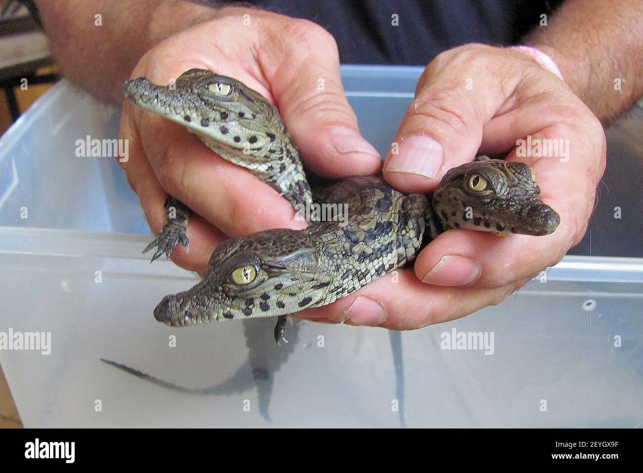 Three of the 11 Nile crocodiles born recently at the Phoenix ...
