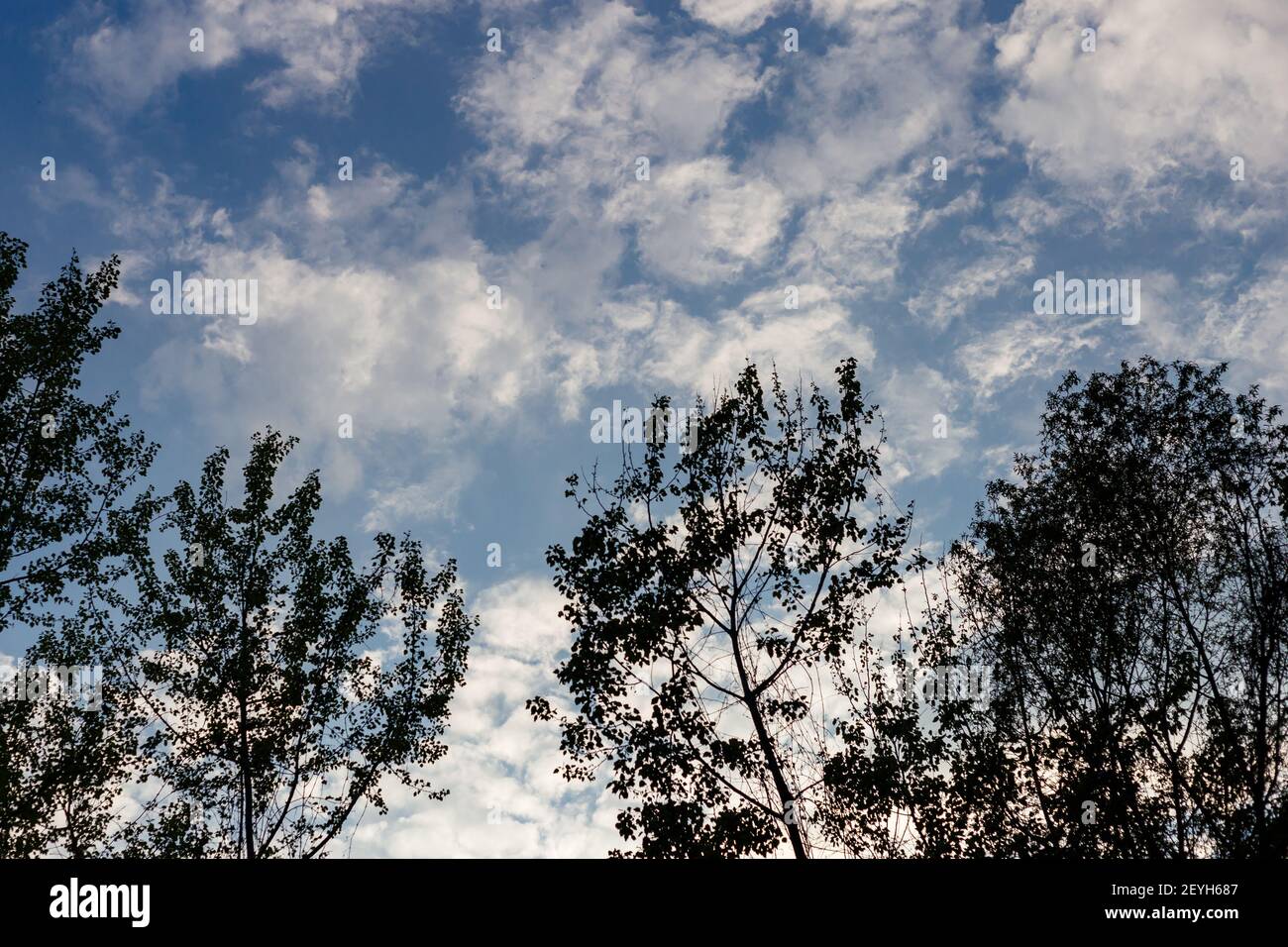 A low angle shot of tree silhouettes against the blue cloudy sky Stock ...
