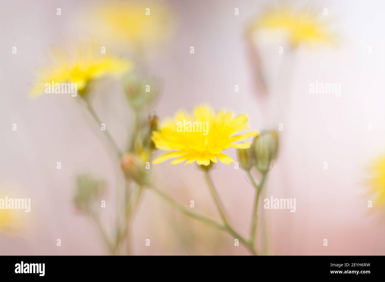 Dandeli hi-res stock photography and images - Alamy