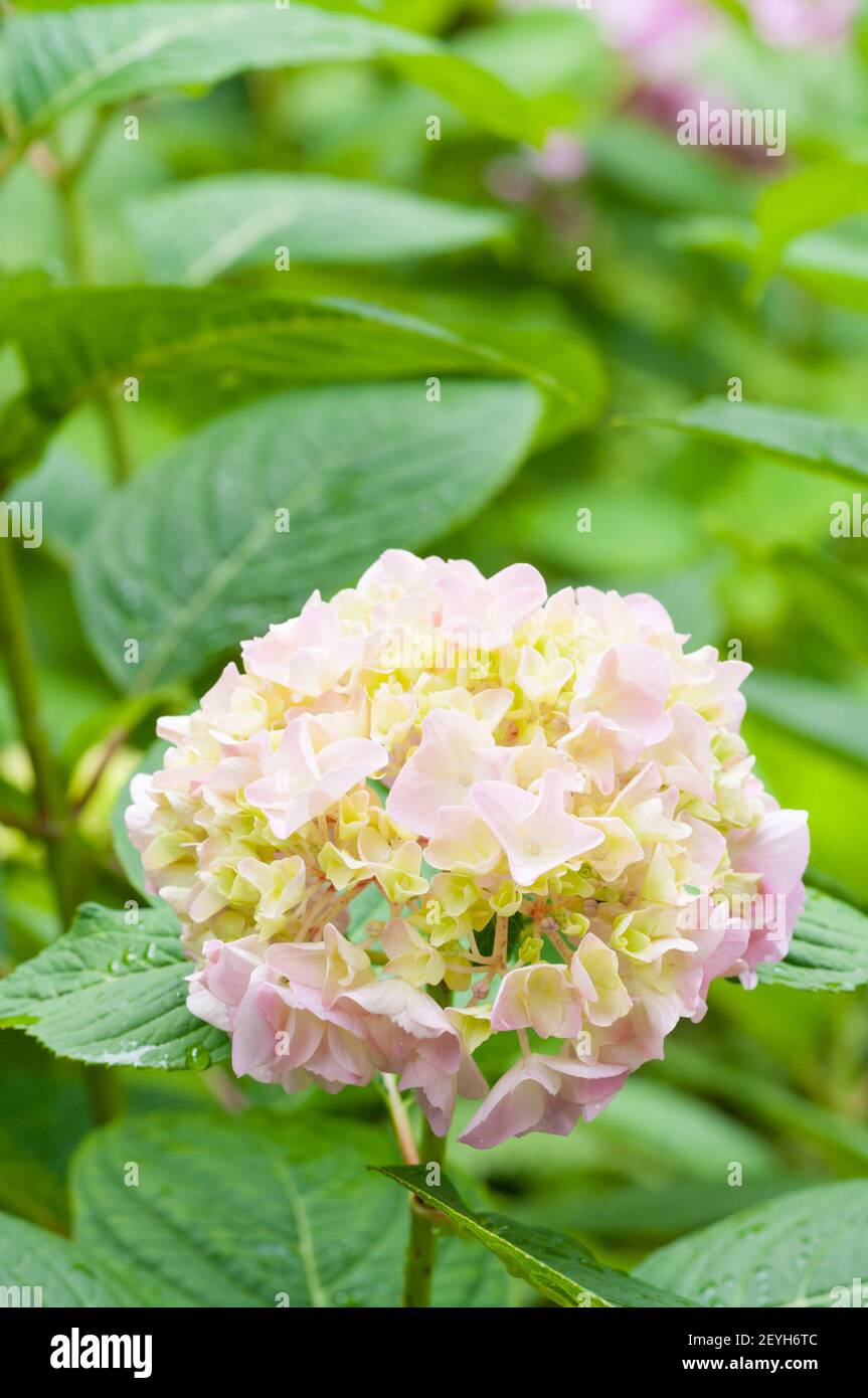 A vertical shot of light pink Hydrangea flowers Stock Photo - Alamy