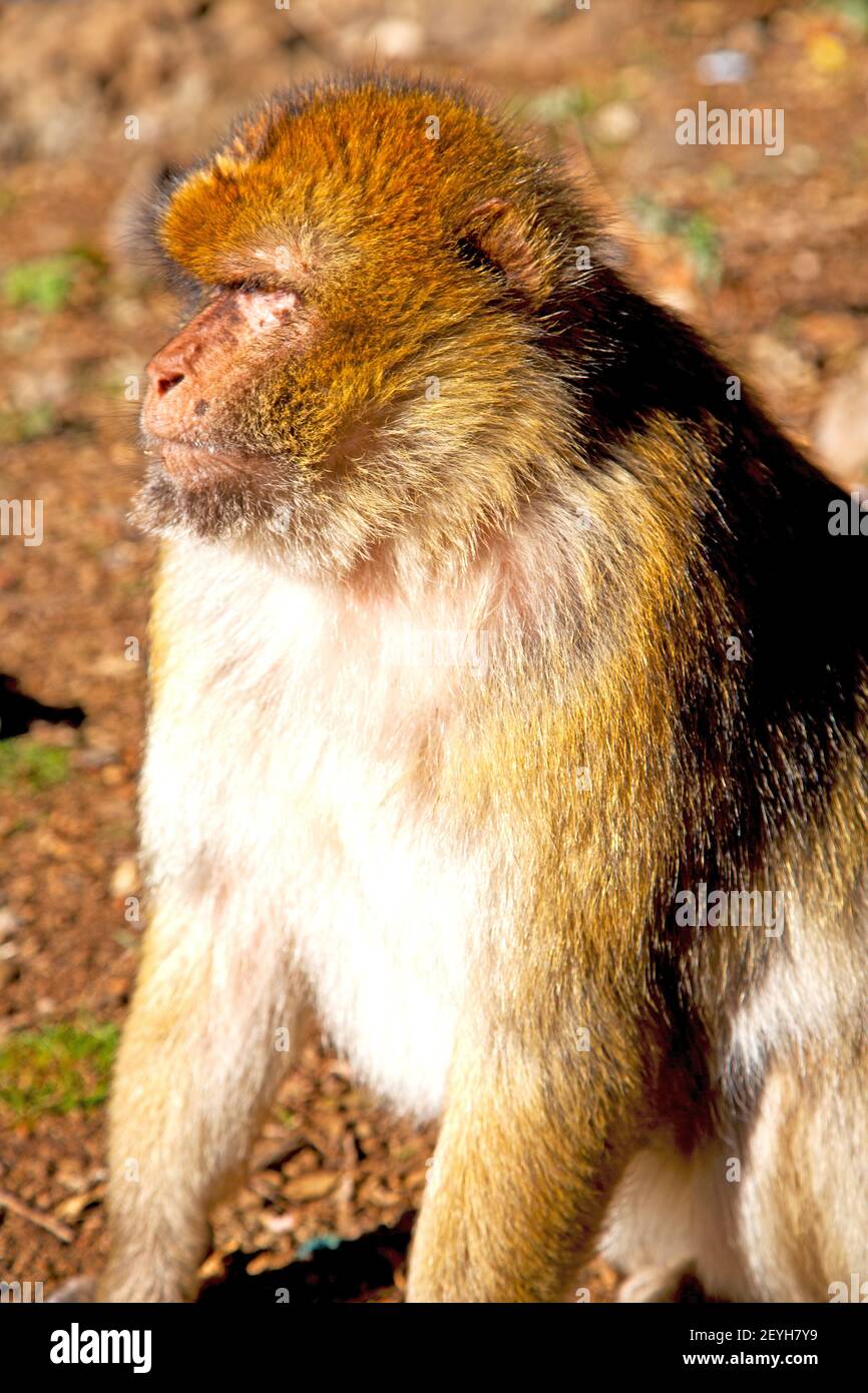 Old monkey in africa l background fauna close Stock Photo - Alamy