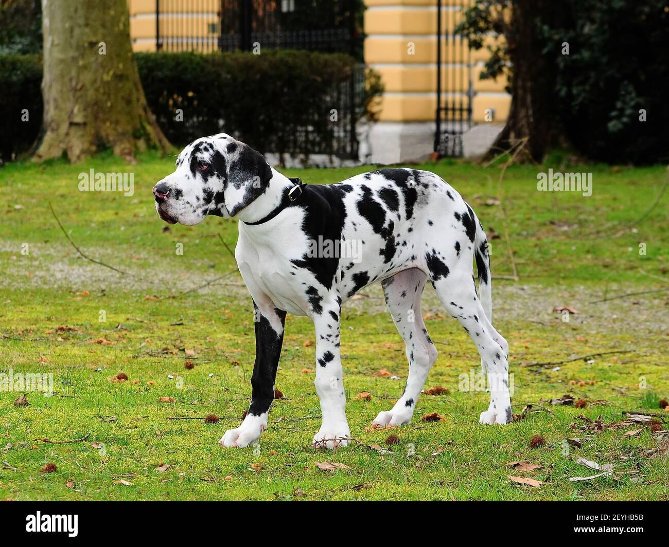 Tail of a great dane hi-res stock photography and images - Alamy