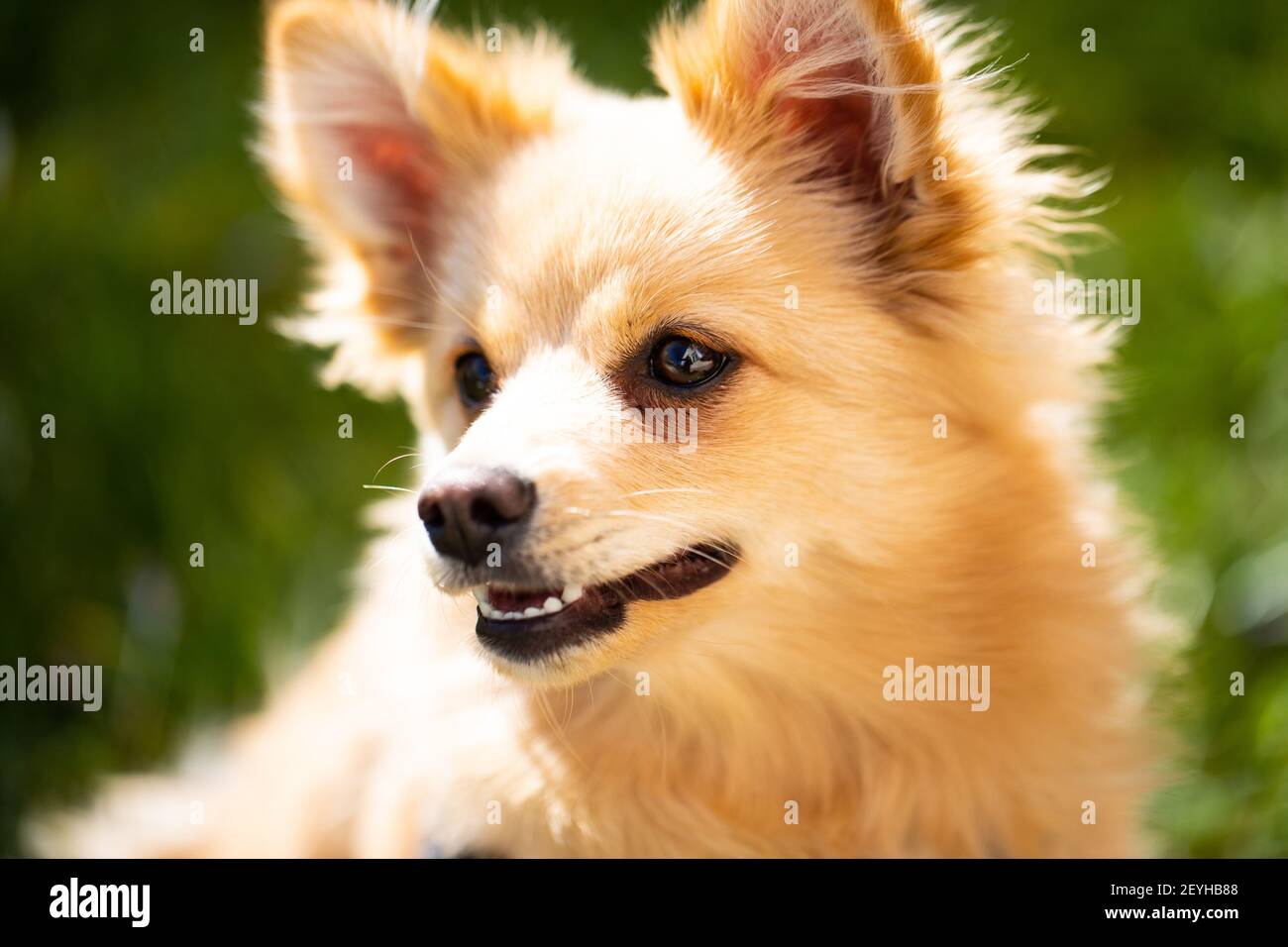 Portrait of a pomeranian, beautiful dog Stock Photo - Alamy