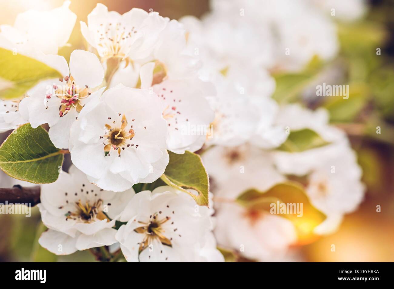 Tree branch spring hi-res stock photography and images - Alamy