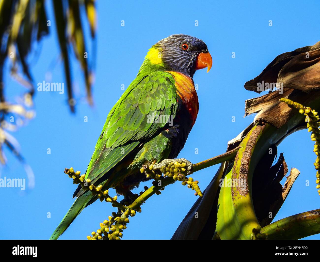 A low angle shot of rainbow lorikeet parrots on a branch Stock Photo ...