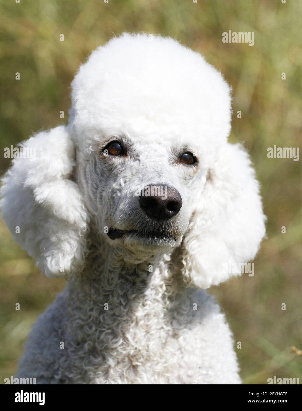 Are Poodles The Best Hunting Dogs