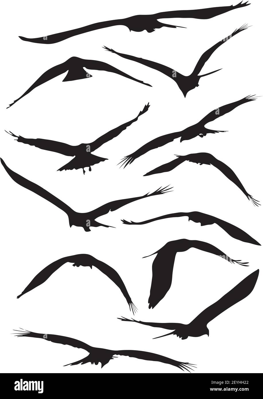 Eagles birds shadow set of silhouette Stock Vector Image & Art - Alamy