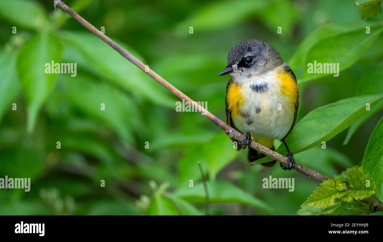 American Redstart during Spring Migration (Setophaga Ruticilla Stock ...