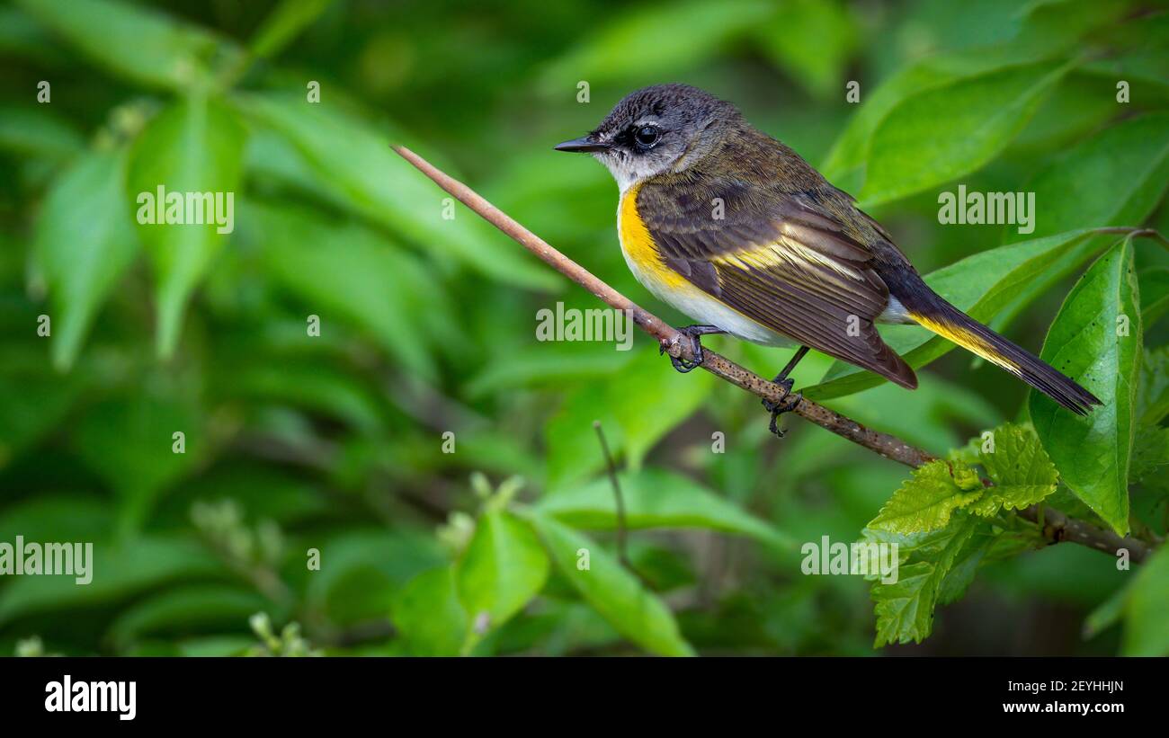 American Redstart during Spring Migration (Setophaga Ruticilla Stock ...