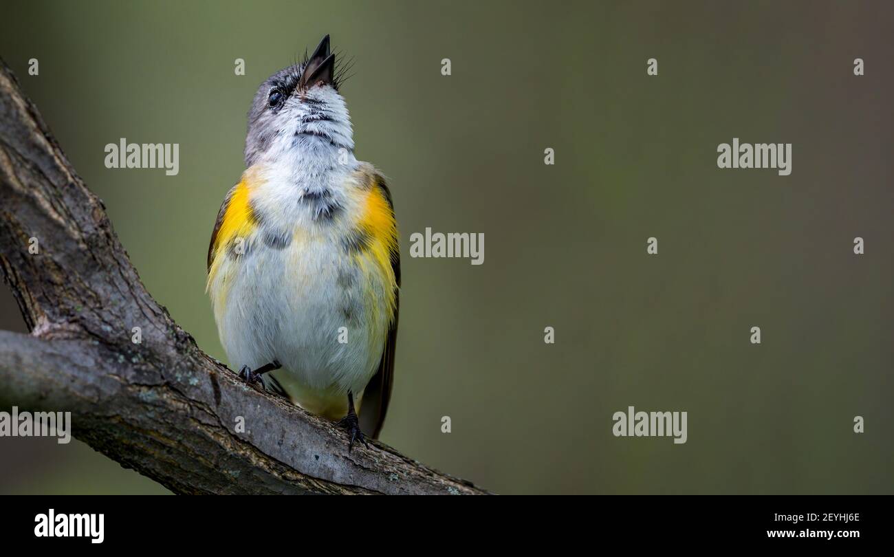 American Redstart during Spring Migration (Setophaga Ruticilla Stock ...