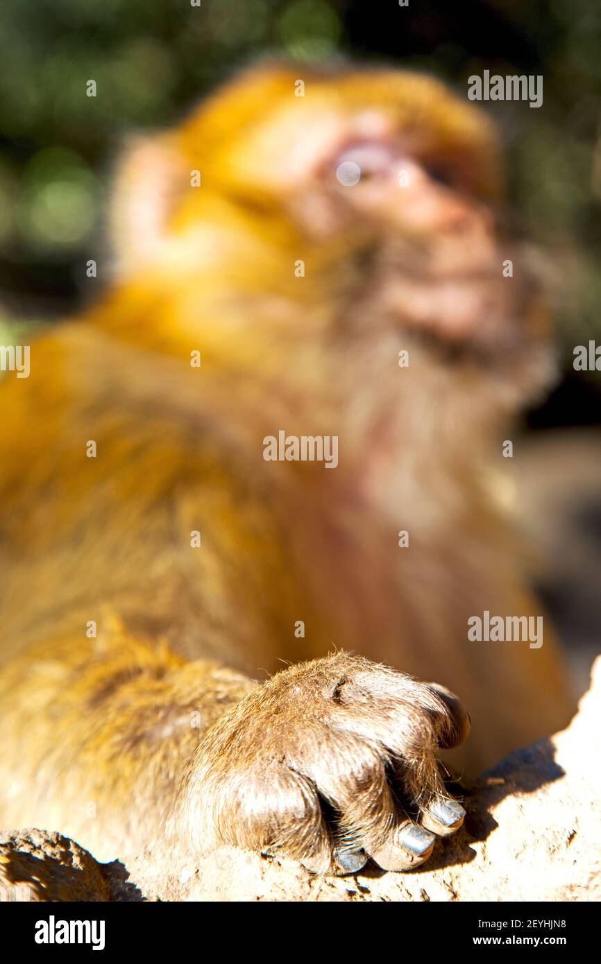 Bush monkey in africa morocco fauna hand close up Stock Photo - Alamy