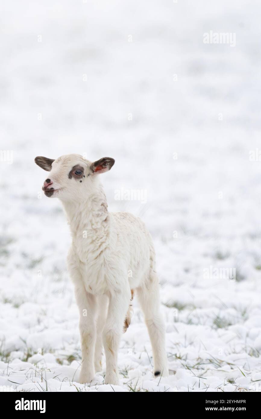 A newly born white lamb stands stubbornly looking out into the white ...