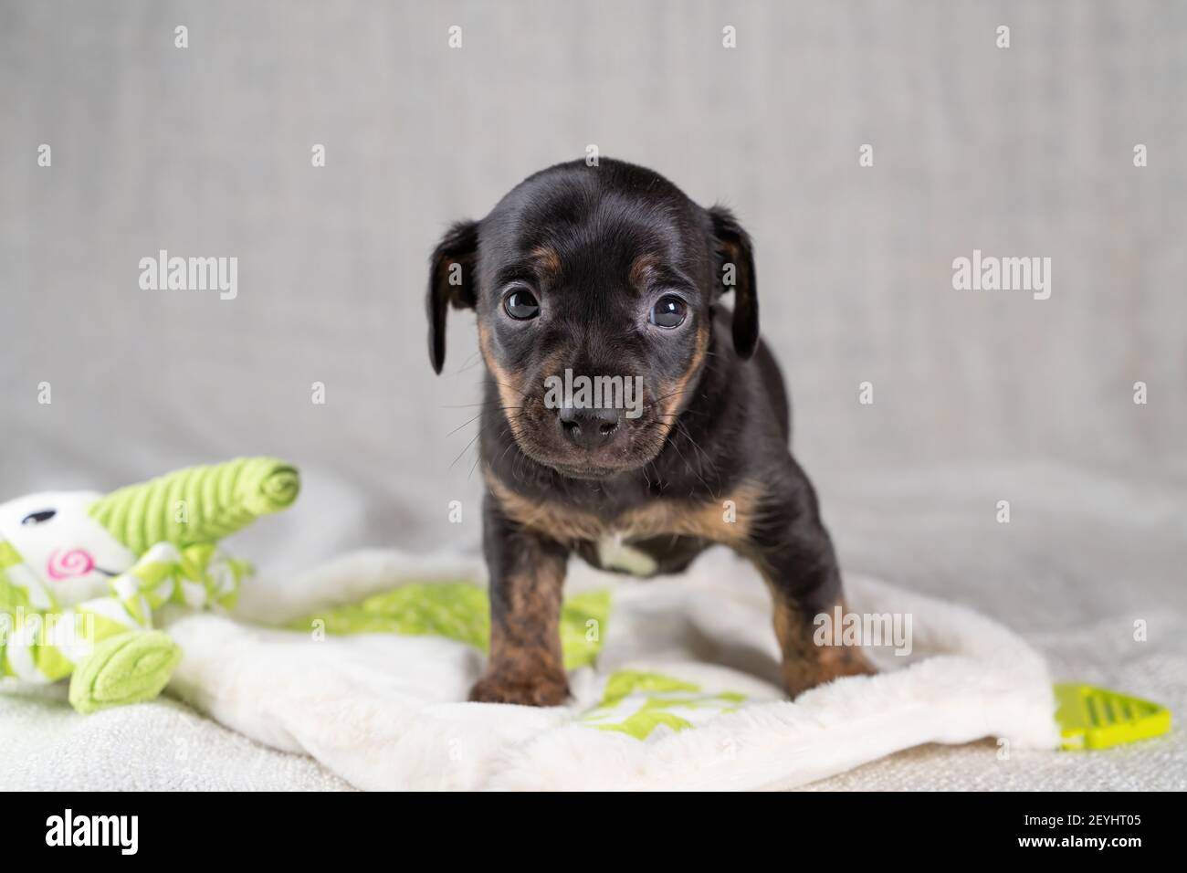 Brown and black, brindle Jack Russell Terrie puppy. stands on a toy ...