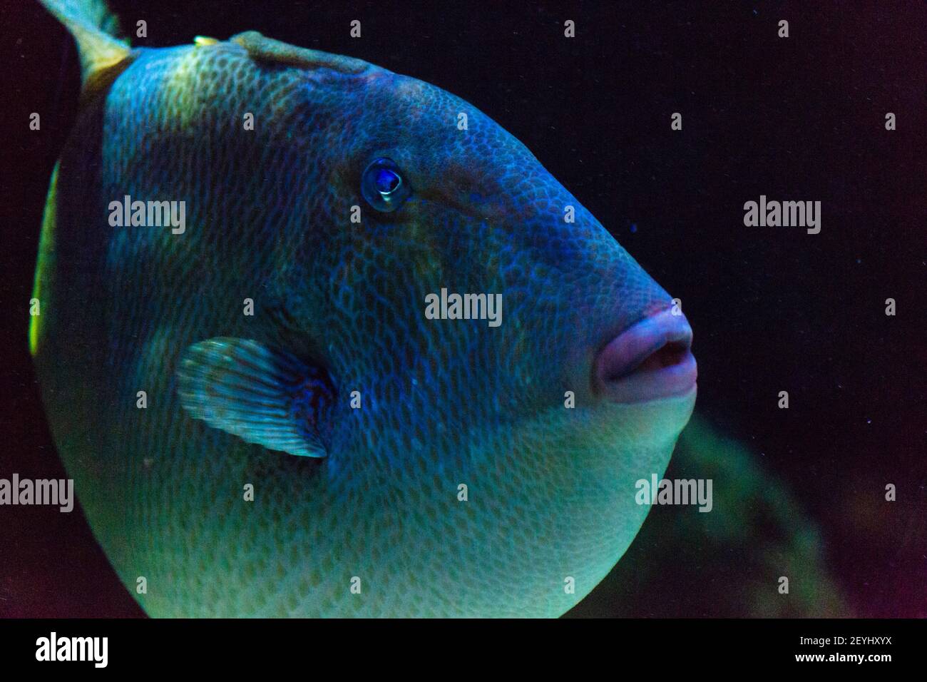 Portrait of a big silver fish with pink lips swimming in dark waters ...