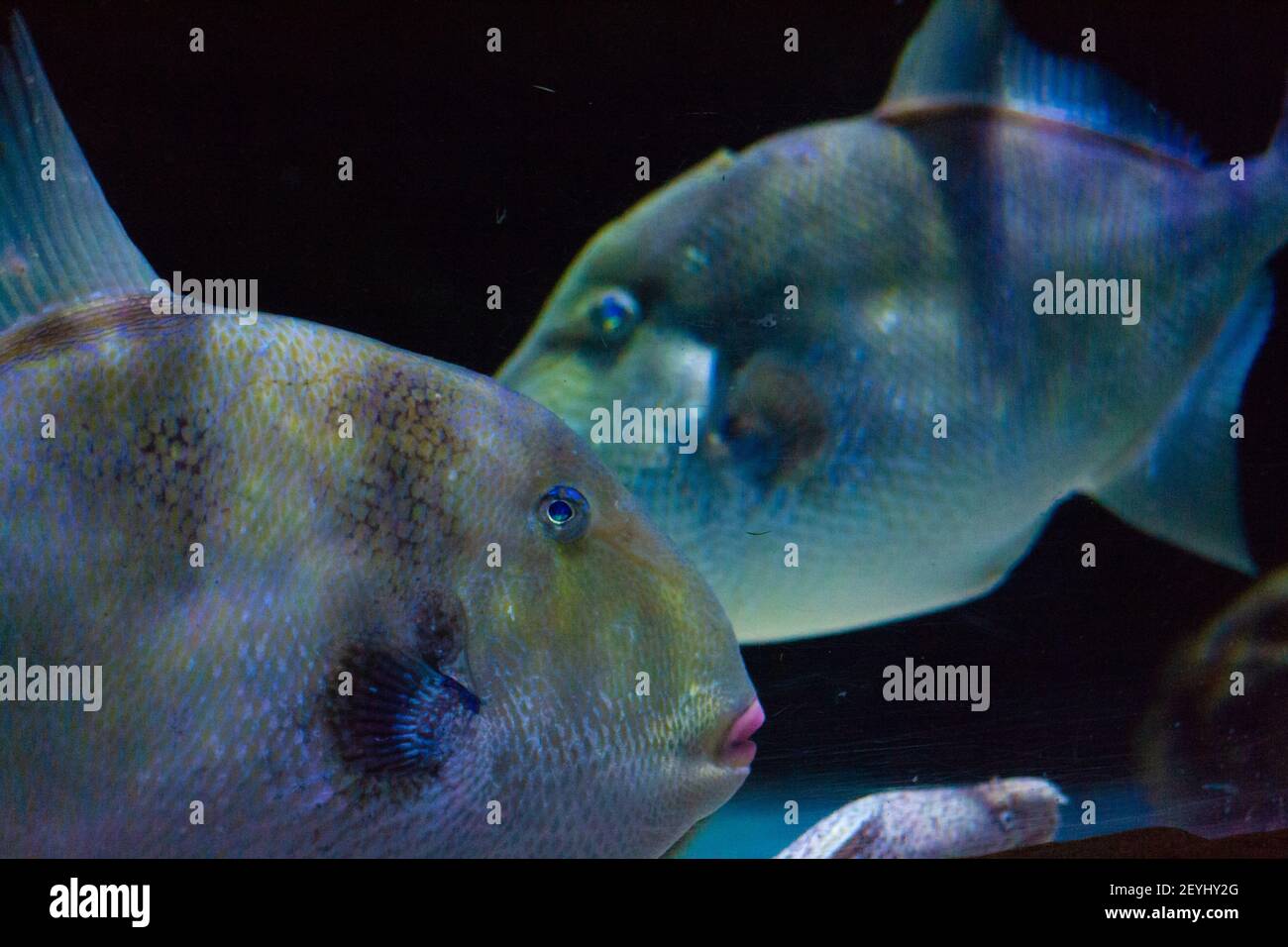 Portrait of a big silver fish with pink lips swimming in dark waters ...