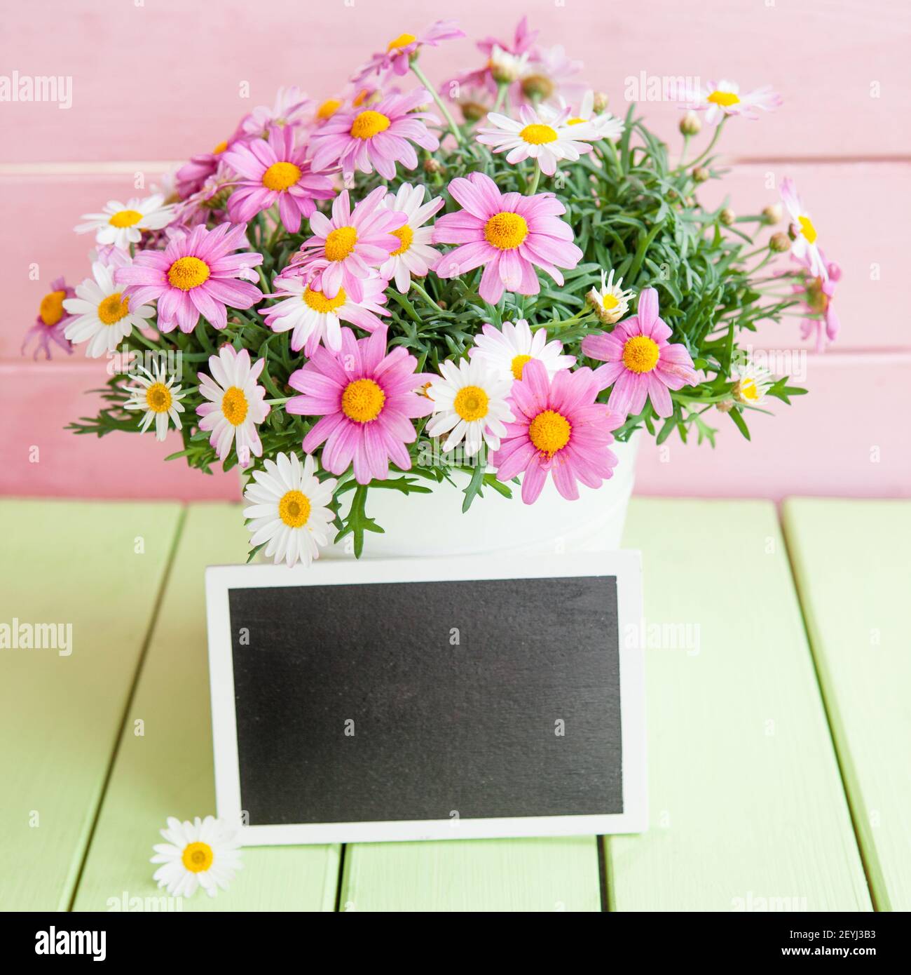 Colourful daisies in pot Stock Photo - Alamy