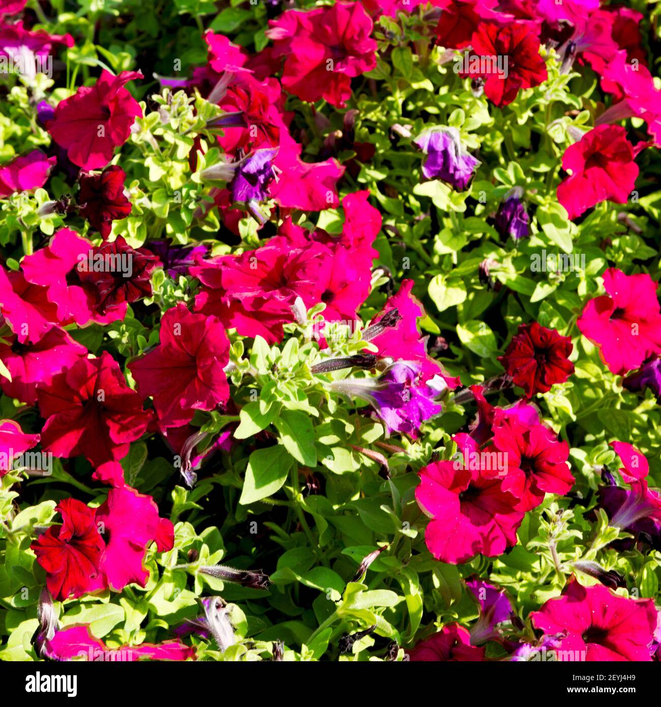 In oman flowers and garden the spring colors Stock Photo - Alamy