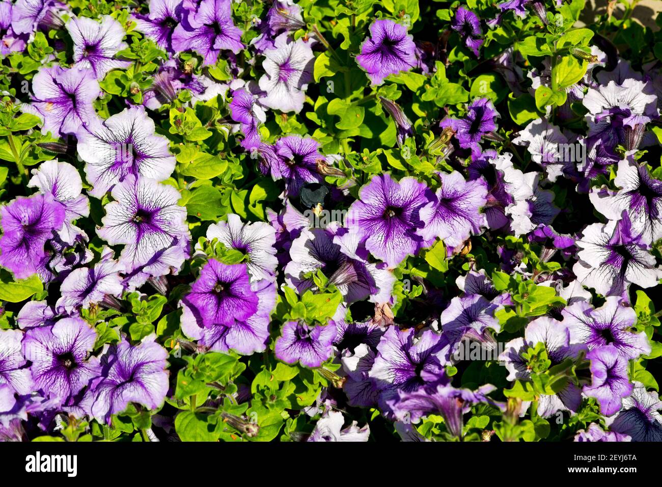 In oman spring colors Stock Photo - Alamy