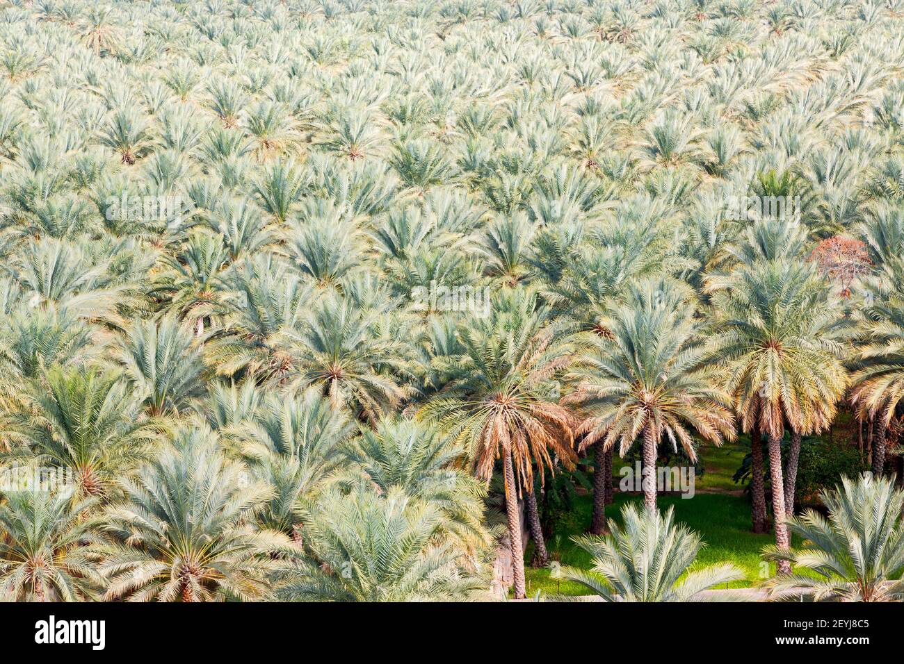 In oman garden and the cultivation Stock Photo - Alamy