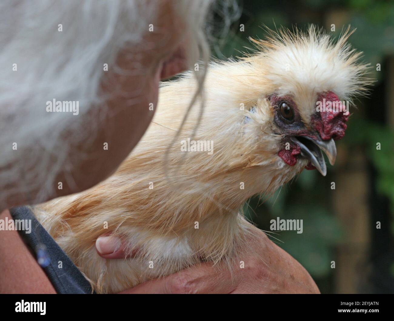 Mary Britton Clouse, of Chicken Run Rescue, holds one of the 20 ...