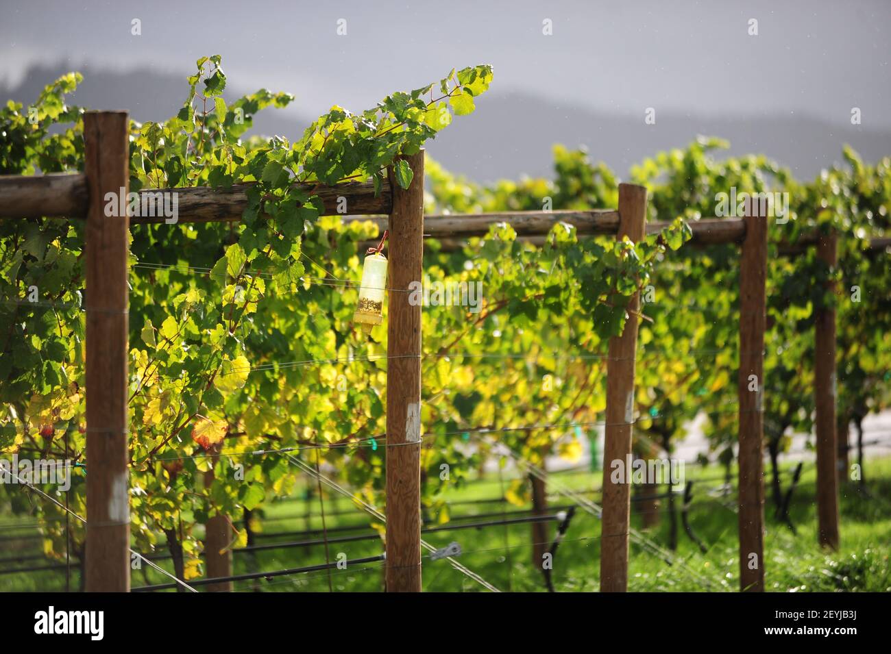 Grapevines grow in harmony with the landscape at the Abacela vineyard ...