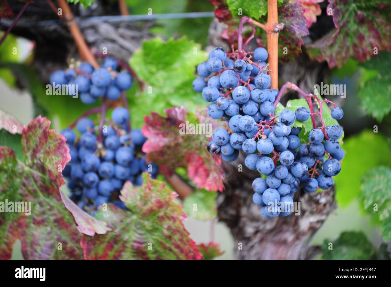 Grapes nearly ready for harvest at the Abacela vineyard. (Photo by Alex ...