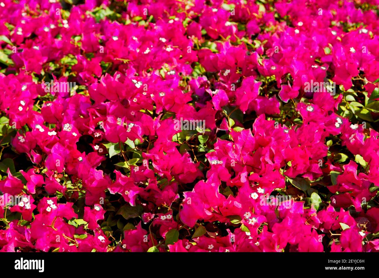 In oman flowers and colors Stock Photo - Alamy