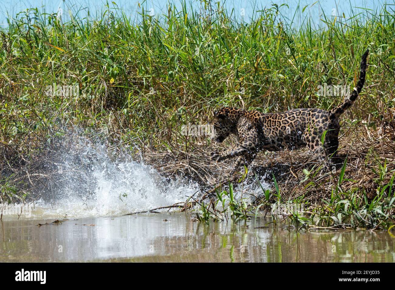 A jaguar (Panthera onca) hunting a caiman, Pantanal, Mato Grosso ...