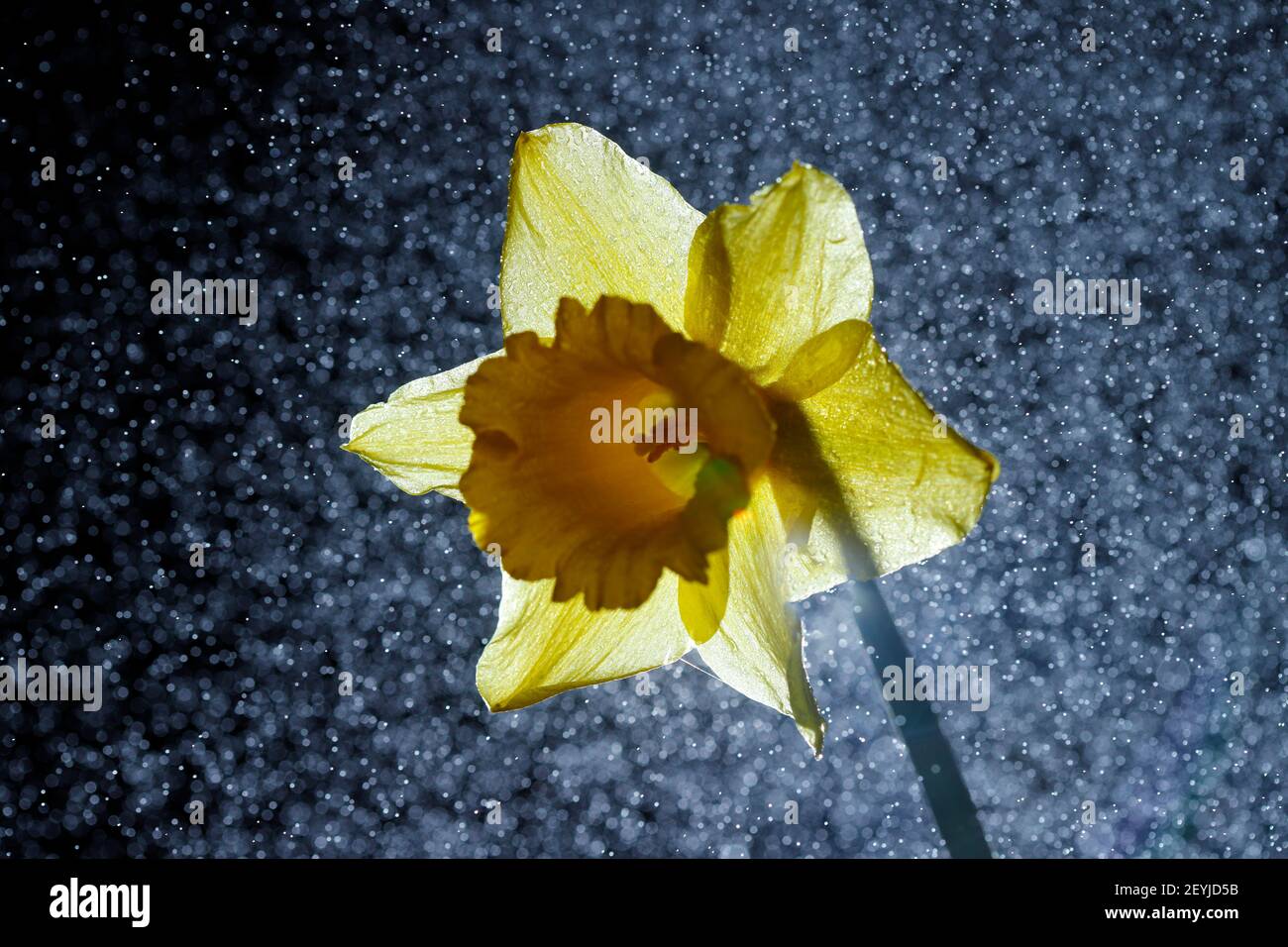 Rain on daffodils hi-res stock photography and images - Alamy