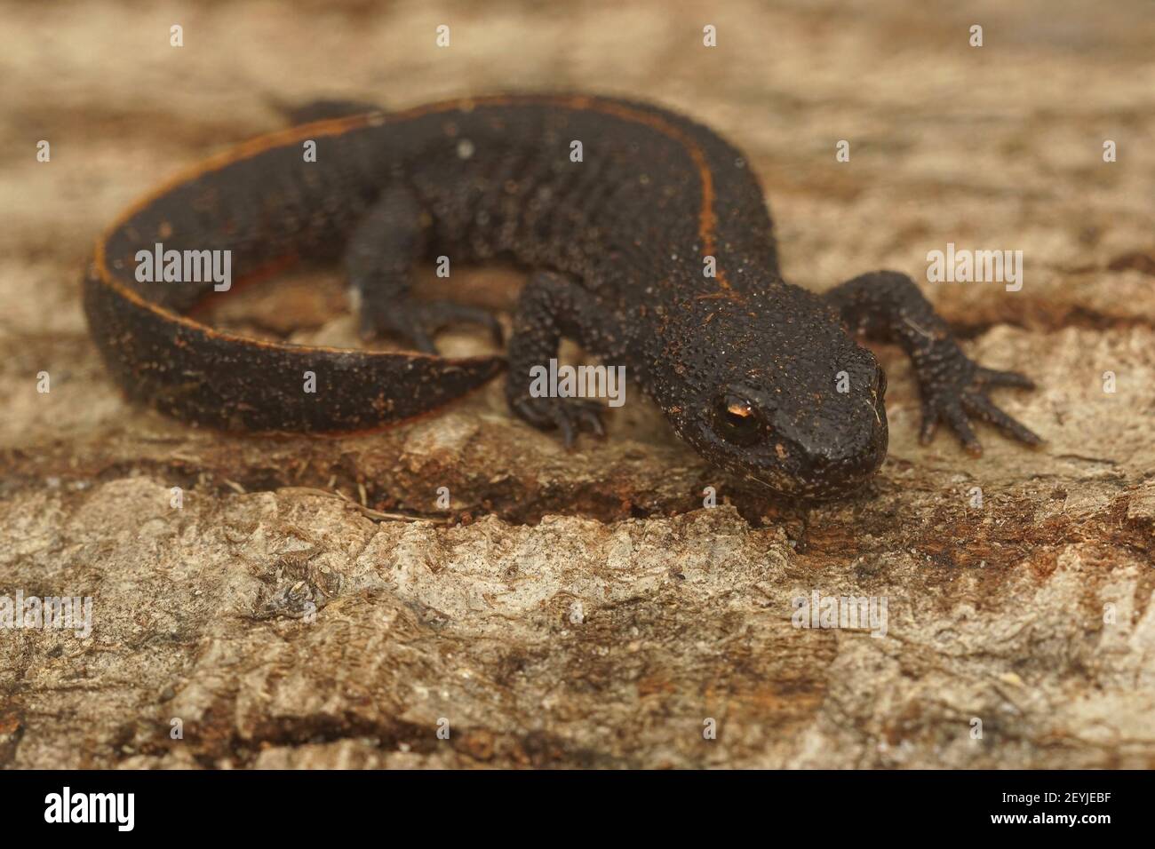 Full body closeup on a terrestrial juvenile of the Antalolian crested ...