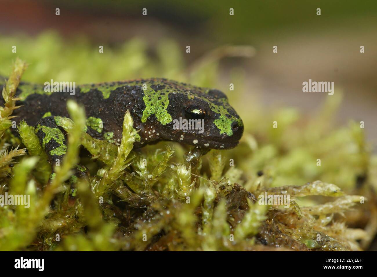 True salamanders hi-res stock photography and images - Alamy