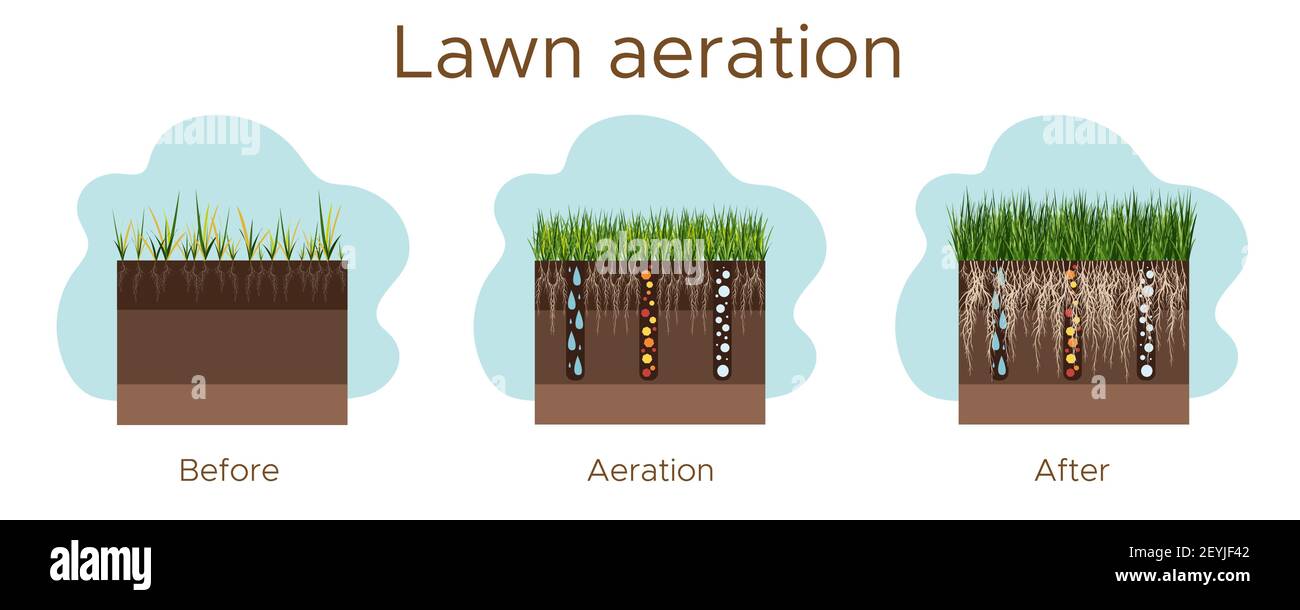 Lawn care - aeration and scarification. Labels by stage-before, during ...
