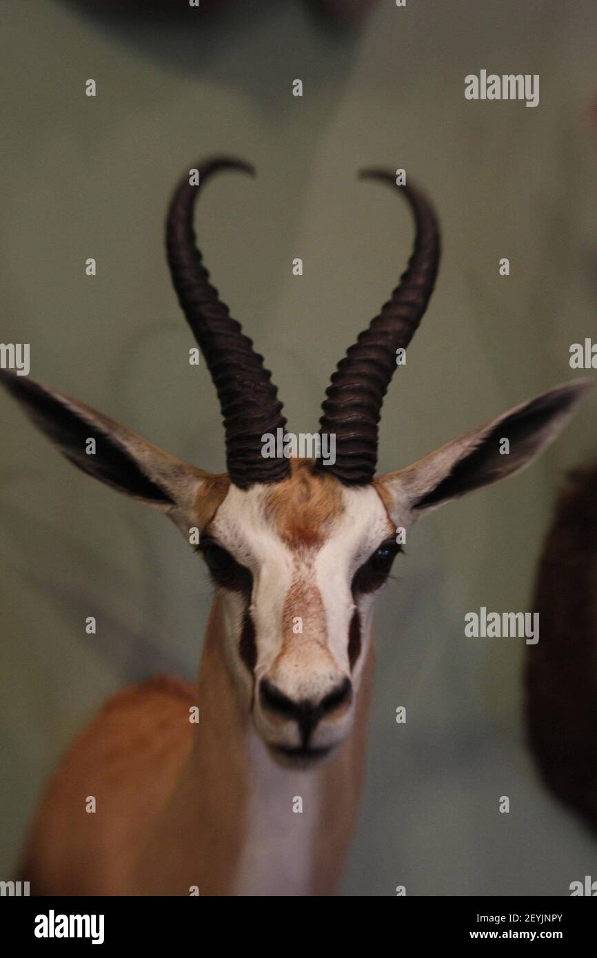 A spring buck is displayed on the wall of Shelby County housewife and ...
