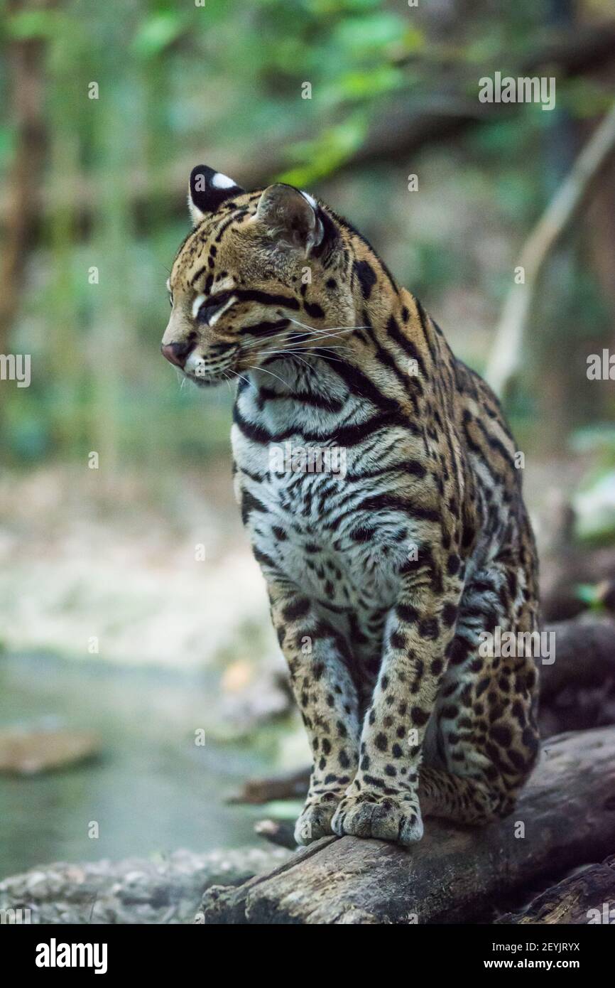 The ocelot (Leopardus pardalis) is a wild cat found extensively to ...