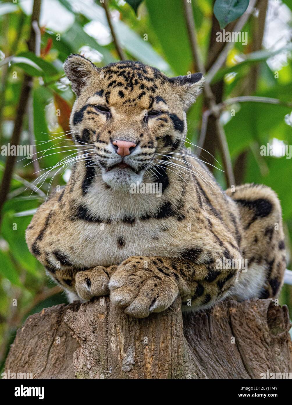 Formosan Clouded Leopard Extinct