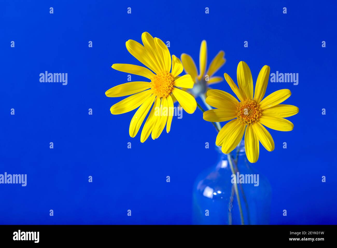 Fresh yellow flowers on blue background Stock Photo - Alamy